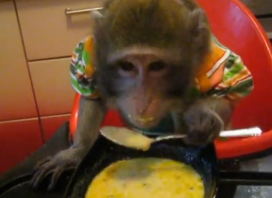 Oh this? It's just a monkey eating soup with a spoon · The Daily Edge