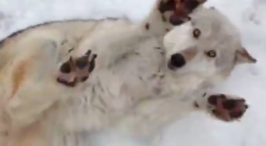Wolf happily rolls over to have her belly rubbed · The Daily Edge