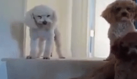 Guilty dog makes a mess, gets ratted out by friends · The Daily Edge