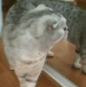 Dramatic Cat Gif