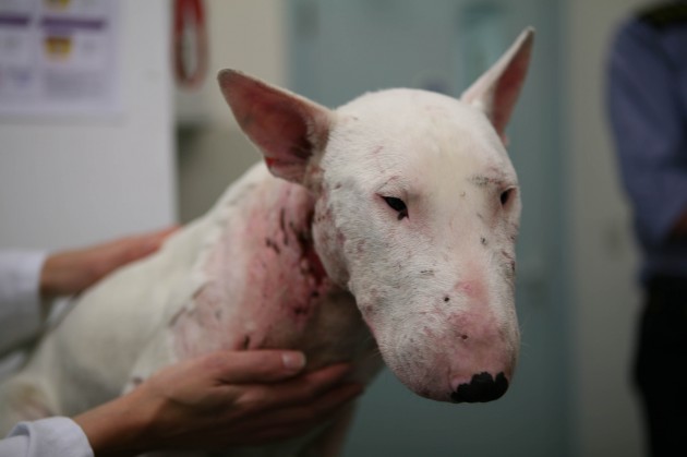Garth the bull terrier makes full recovery after vicious attack by ...
