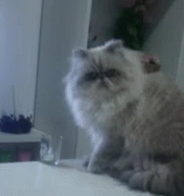 World’s rudest cat defies owner, knocks glass off table