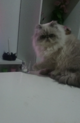 World’s rudest cat defies owner, knocks glass off table