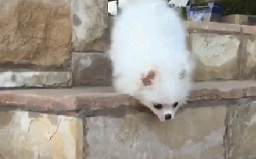 This video of a dog completely failing at jumping is 15 seconds of pure joy