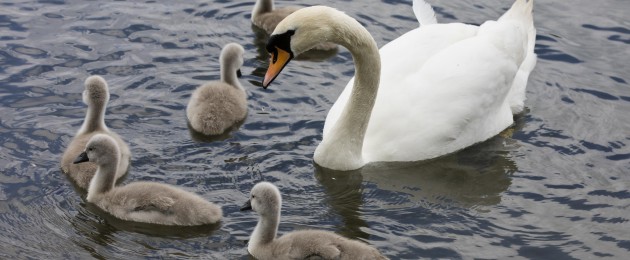 TheJournal.ie - Read, Share and Shape the News